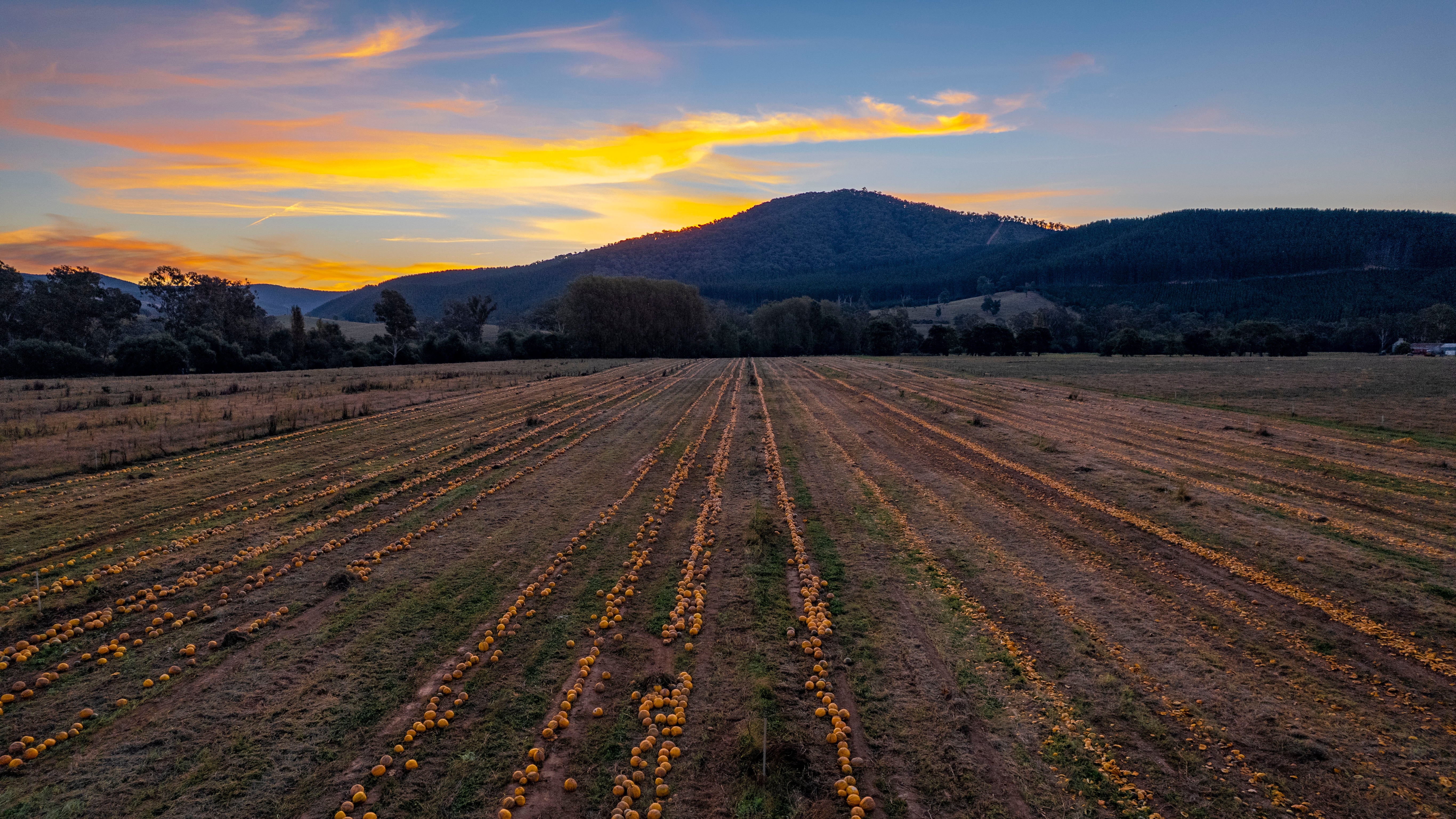 Our Story | Pepo Farms